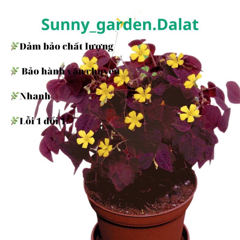 Chậu cứng fire fern - Oxalis Rubla | Shopee Việt Nam