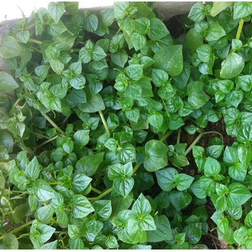Rau càng cua tươi 500g,1Kg | Shopee Việt Nam
