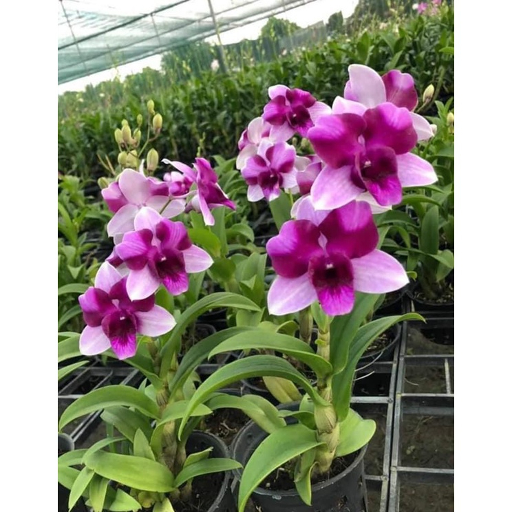 cây Hoa Lan Dendro King Kong Lai Cát, [ CÂY GIỐNG BAN MÊ XANH ...