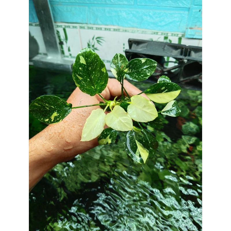 Ráy Var classic ( Anubias Classic Japan Var ) | Shopee Việt Nam