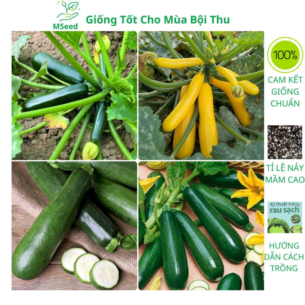 Hạt giống Bí ngồi, bí ngòi xanh vàng cao sản F1 dễ trồng năng suất cao ...