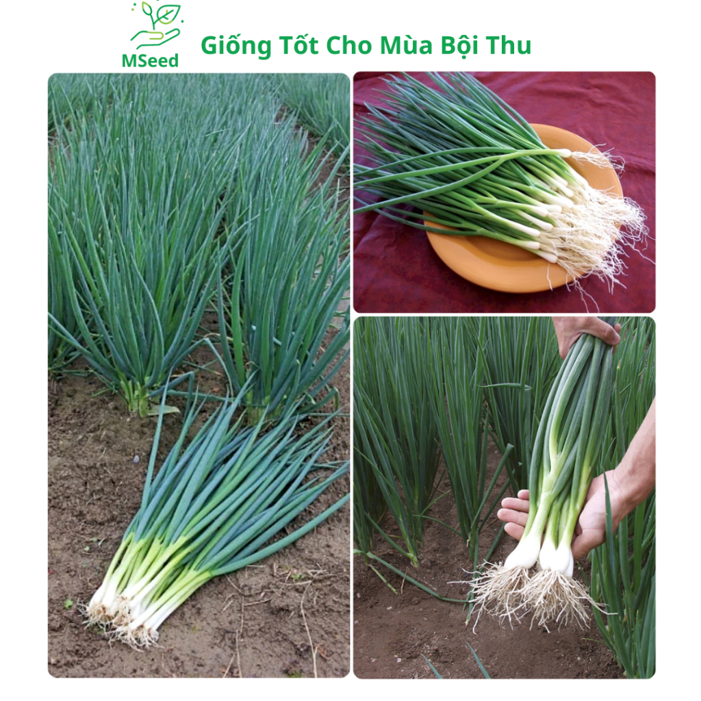 Hạt giống Hành lá, Hành hoa, Hành hương chịu nhiệt dễ trồng - MSeed ...