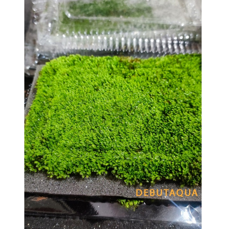 Rêu Mini fiss Lá Nước Rêu Trải Nền Hộp 5 Lớp Rêu 13x10cm | Shopee Việt Nam