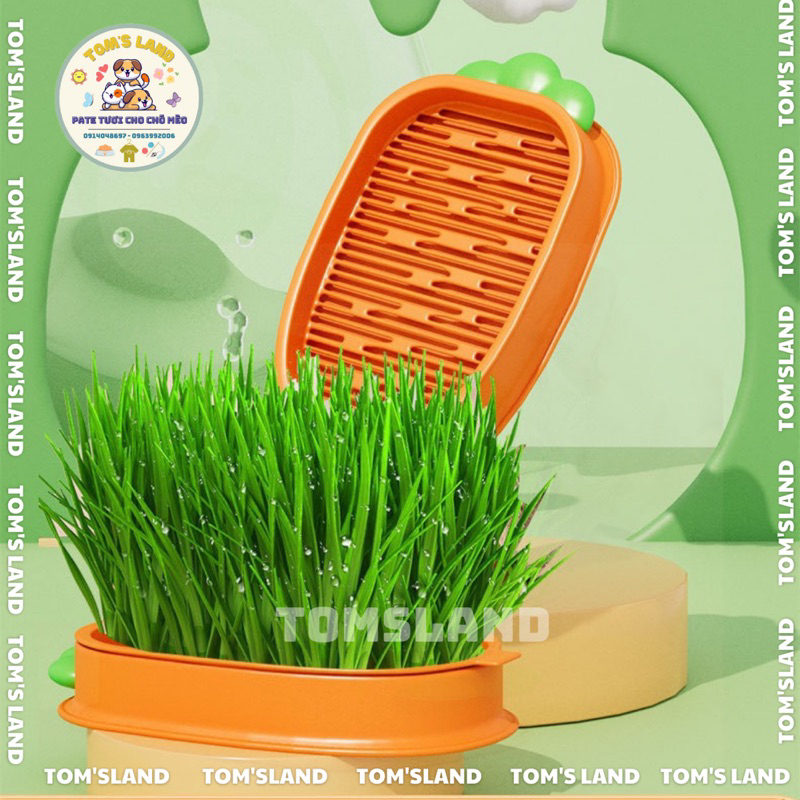 Hộp Trồng Cỏ Lúa Mạch Thủy Canh Hình Carrot Dành Cho Mèo - Bộ Kit Trồng ...