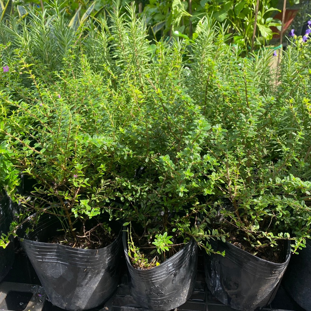 Cây Hàm Hương hoa và lá cực thơm dùng ướp trà (Moujean Tea, Bahamas ...