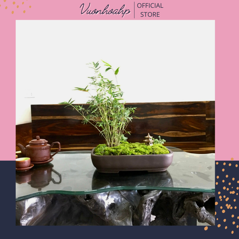 Cây trúc tăm mini (cây tre tăm lùn) cao 1 gang tay, chuẩn giống lùn, lá ...