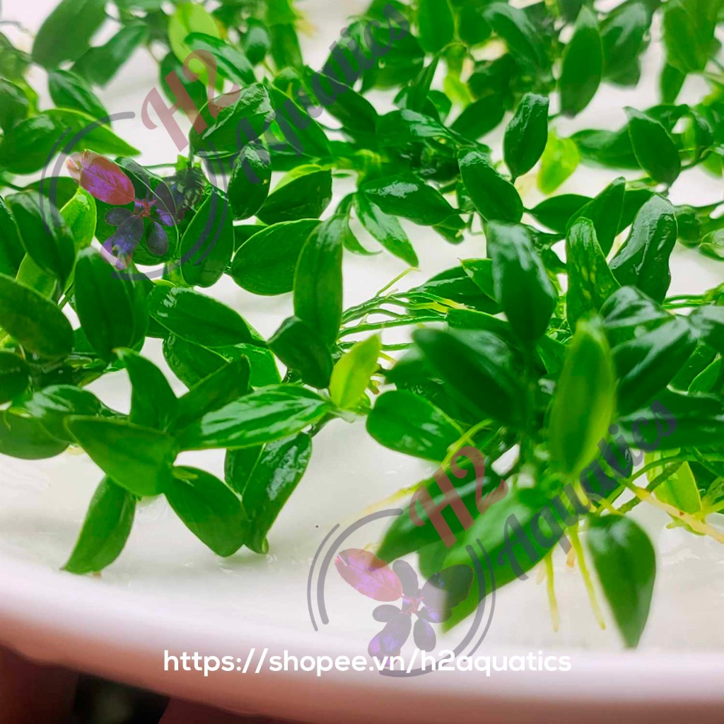 Ráy Chilli lá nước - form lá tuyệt đẹp, dễ chăm, dán lũa - Cây thủy ...