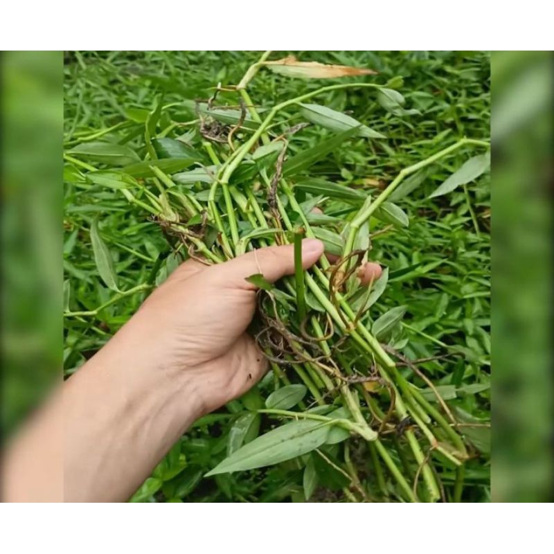 Cây rau trai / thài lài lá to giống (20 nhánh giống) | Shopee Việt Nam