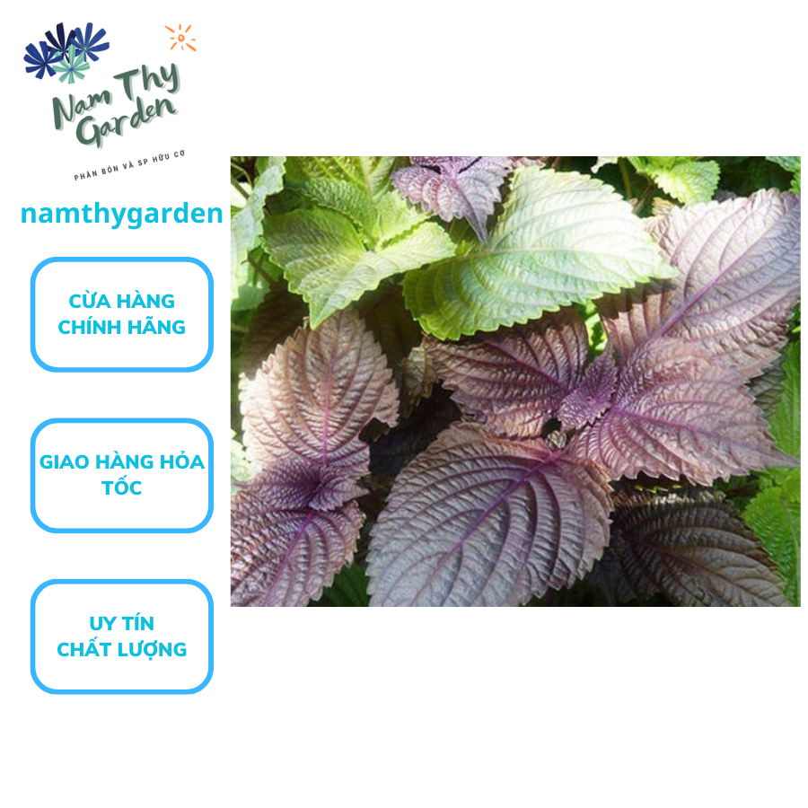 Hạt giống rau tía tô Hóa Nông gói 1g, hat giong tia to | Shopee Việt Nam