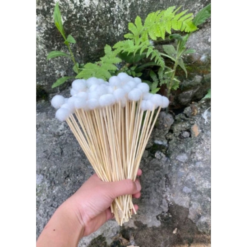 Cây se tai lông vịt - Size vừa. | Shopee Việt Nam