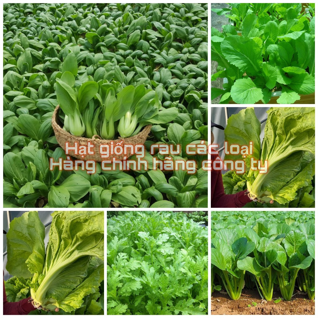 Hạt giống rau cải, rau ăn lá (hàng công ty) | Shopee Việt Nam