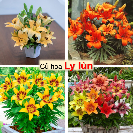 củ hoa ly siêu lùn ( 4 màu ) - sẵn mầm, 30 ngày có hoa | Shopee Việt Nam