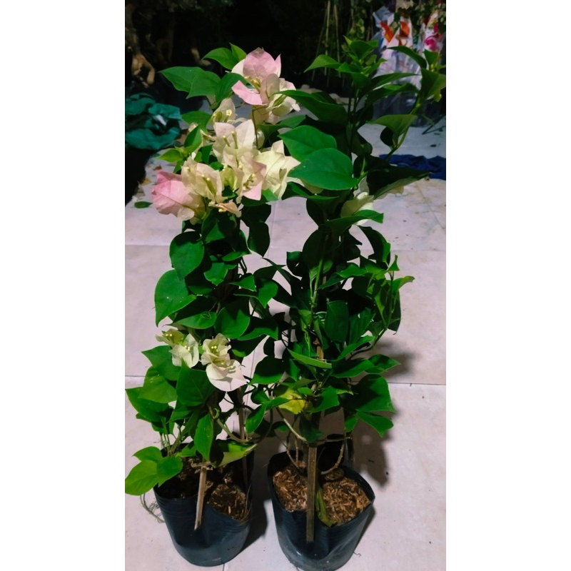 COMBO 2 CÂY PHỚT HỒNG SAKURA NGUYÊN BẢN , 25-30cm , chậu c6 ( đã bật ...