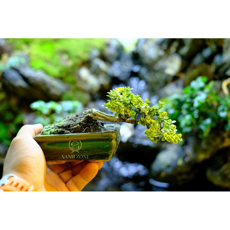 bonsai mini, bon sai mini, chậu bonsai mini | Shopee Việt Nam