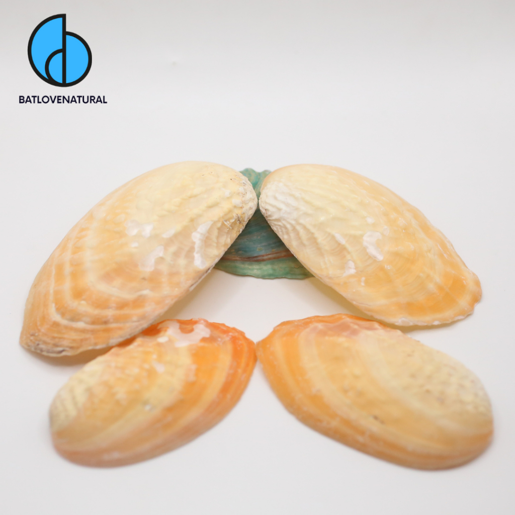 Vỏ Orange Clam Shell - Vỏ ốc vỏ sò trang trí - Vỏ ốc đẹp | Shopee Việt Nam
