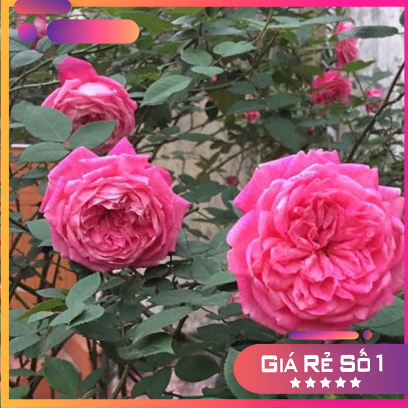 {Siêu rẻ } - Tree nhỡ nguyên bản Sapa - Hoa hồng cổ Sapa – hồng cổ thân ...