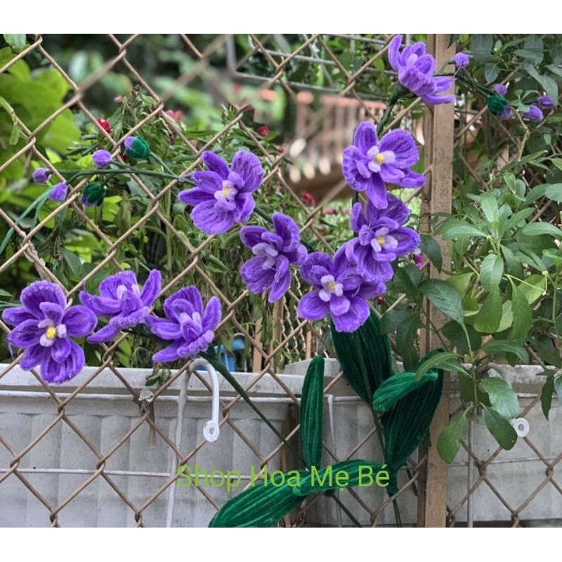 Chậu hoa lan kẽm nhung | Shopee Việt Nam