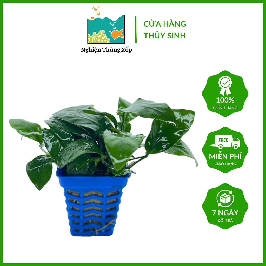 Cây thủy sinh RÁY HOA - Cây thủy sinh dễ sống | Shopee Việt Nam