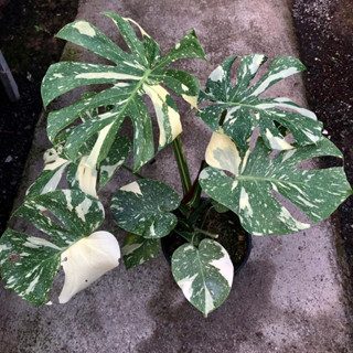 Monstera Thaicons)Monstera Thai Constellation)-Trầu bà Nam Mỹ đột biến ...