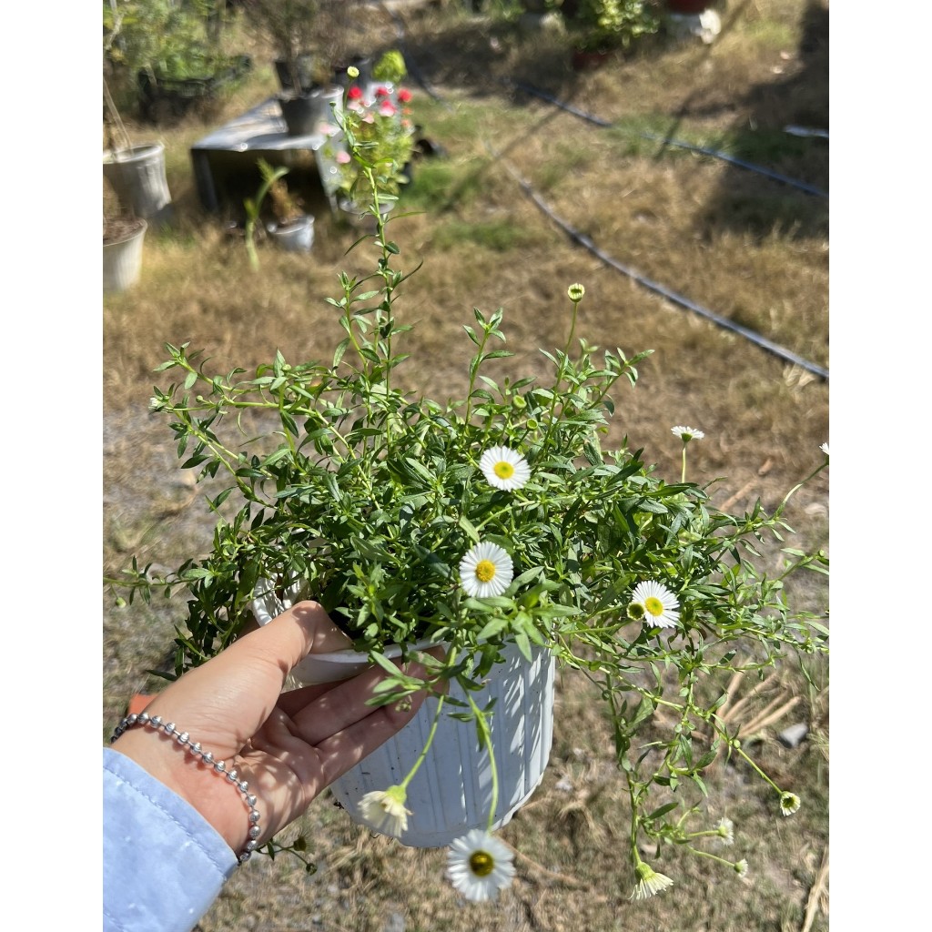 Chậu hoa Cúc daisy đổi màu trắng sang hồng như hình - loài hoa ưa nắng ...