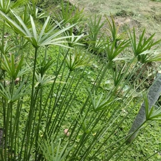 cây thủy trúc giá tốt Tháng 6, 2024 | Mua ngay | Shopee Việt Nam