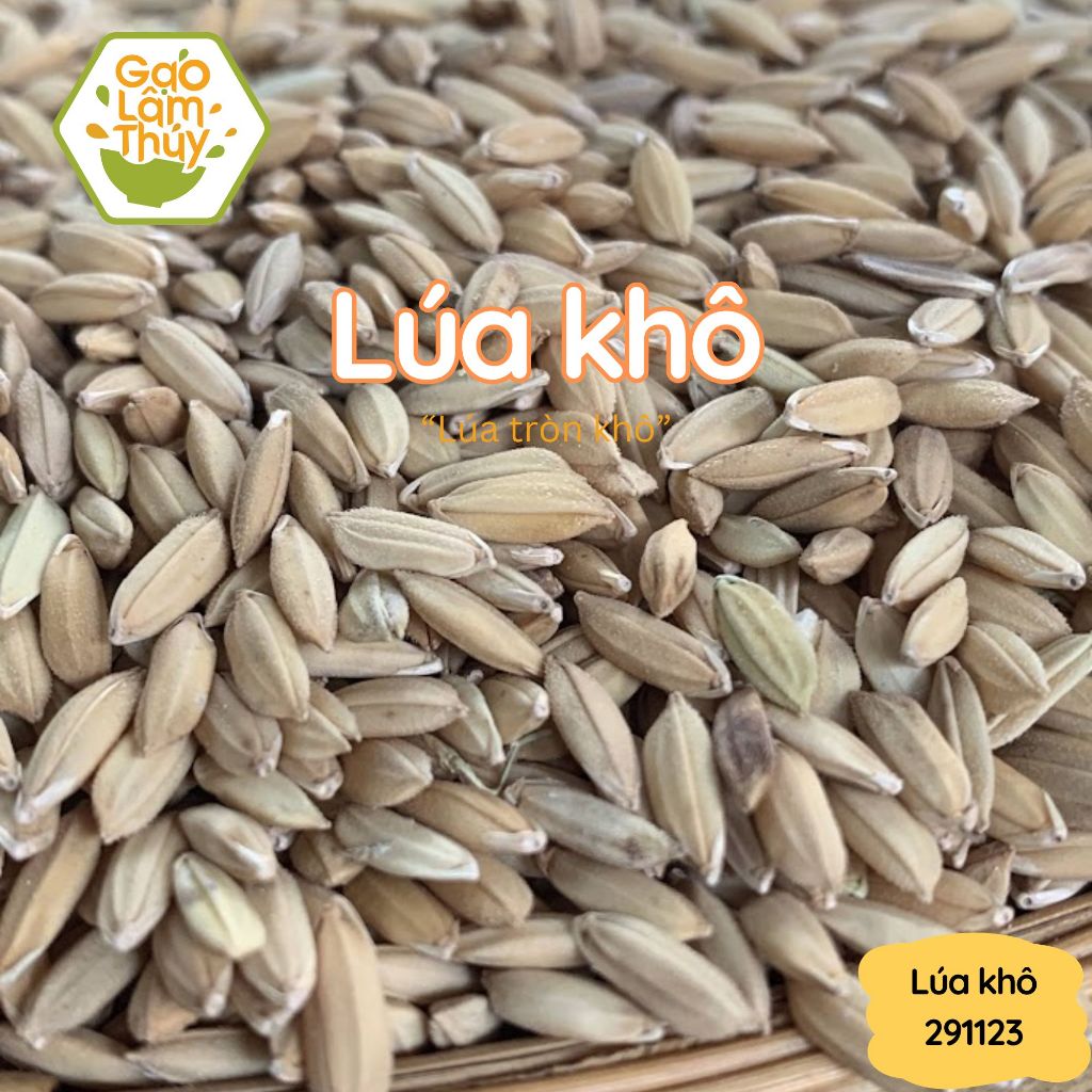Lúa tròn (Lúa gà việt dài) | Shopee Việt Nam