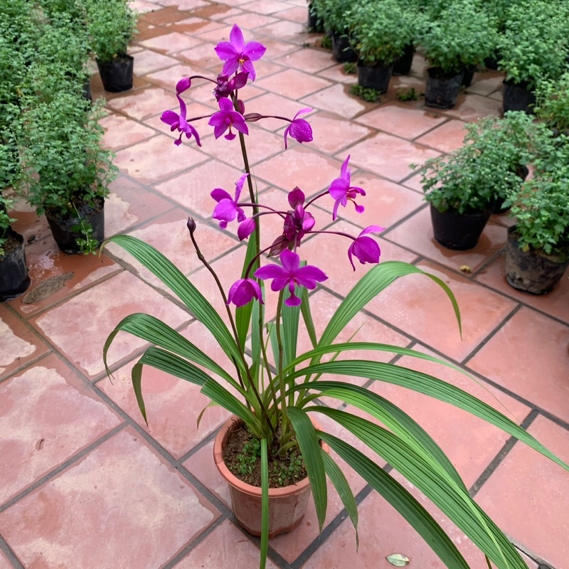Lan chu đỉnh hoa tím cây khỏe mạnh hoa bền,đẹp lâu tàn | Shopee Việt Nam