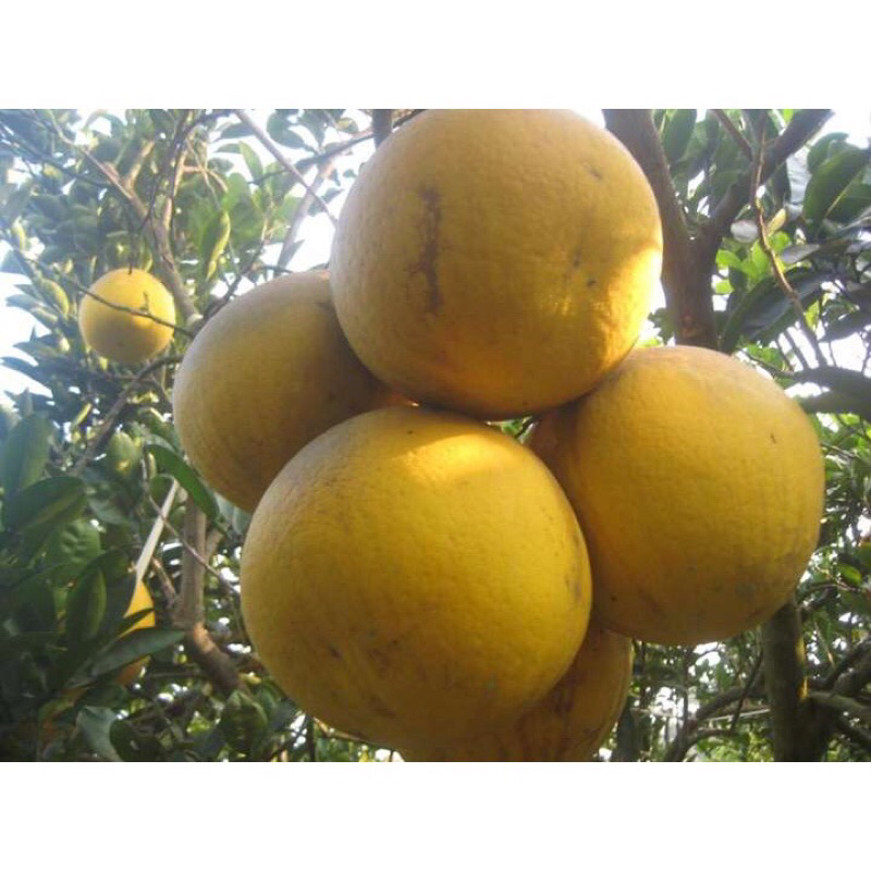 Bưởi diễn nhà trồng ngọt mát 800g - 1,2kg | Shopee Việt Nam