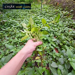 Combo 10 Cây quế vị - Cây quế nước - Cây rau xá xị | Shopee Việt Nam