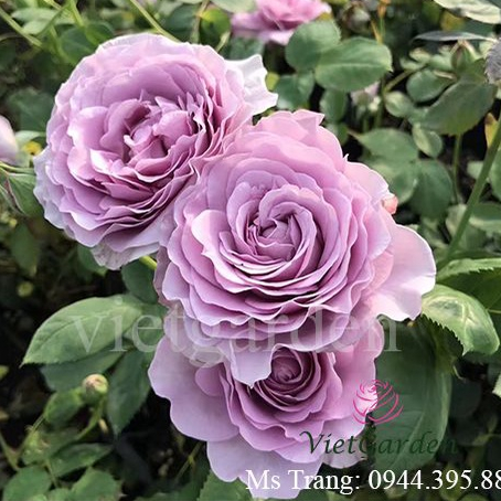 Hoa hồng Blue Storm rose - hồng bụi, hoa chùm | Shopee Việt Nam