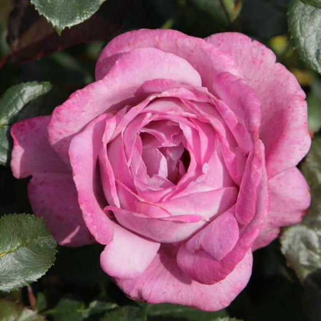 Hoa hồng bụi Blue River Rose - hoa thơm | Shopee Việt Nam