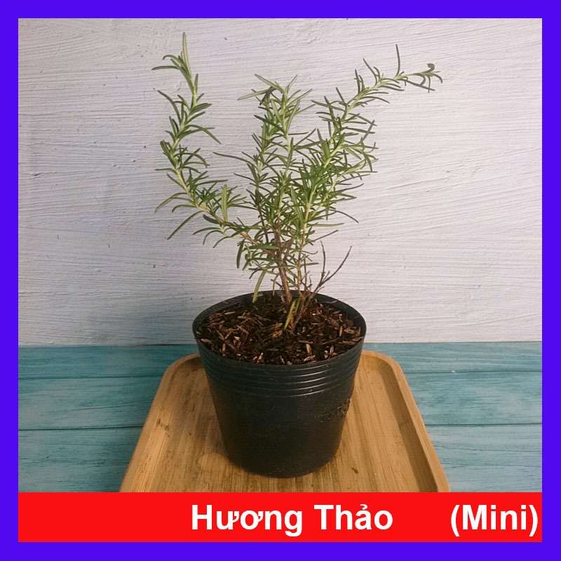Cây Hương Thảo (Mini) - Rosemary - cây cảnh để bàn cây tỏa hương thơm ...