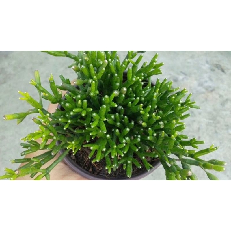sen đá san hô ( sen đá đốt trúc) | Shopee Việt Nam
