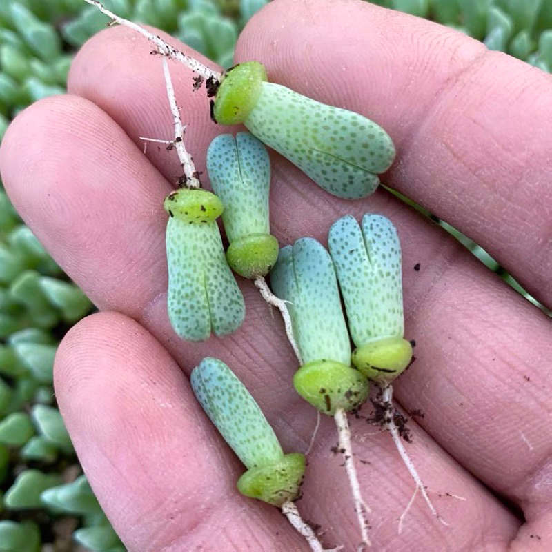 cono càng cua lithops sen đá thạch lan cây mọng nước | Shopee Việt Nam