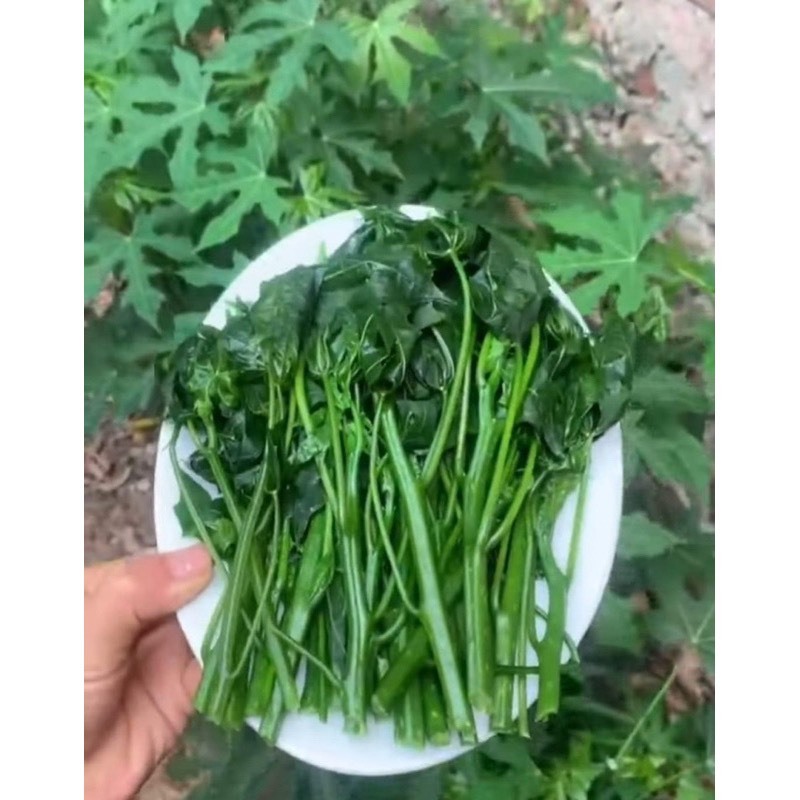 Cây rau mì chính - rau bina chaya - rau chân vịt nhật thu hoạch sau 1 tháng | Shopee Việt Nam