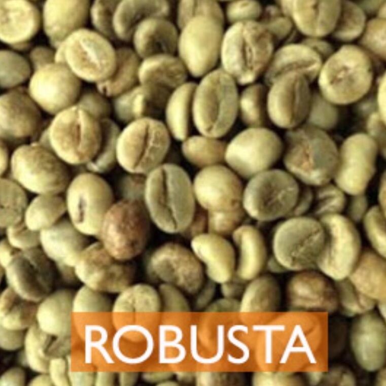 CÀ PHÊ HẠT NHÂN SỐNG CHƯA RANG ROBUSTA 500GR /1 BỊCH | Shopee Việt Nam
