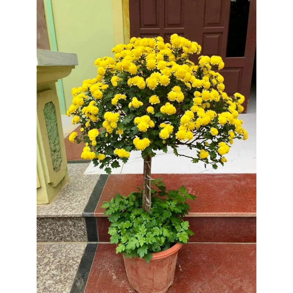 Cây cúc mâm xôi dáng tree cao 80cm ra hoa đúng dịp tết | Shopee Việt Nam