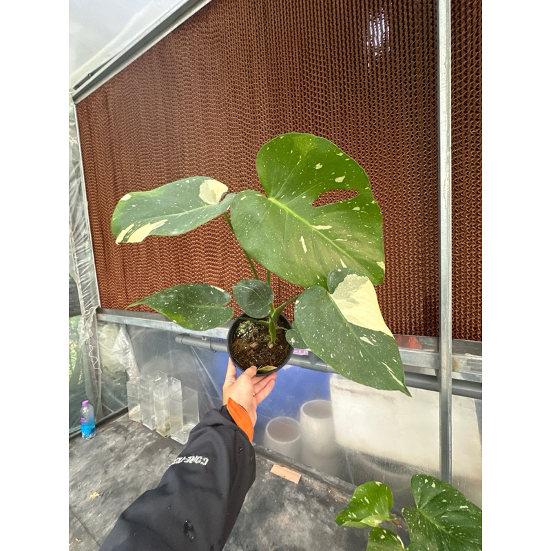 Monstera Thaicons)Monstera Thai Constellation)-Trầu bà Nam Mỹ đột biến ...