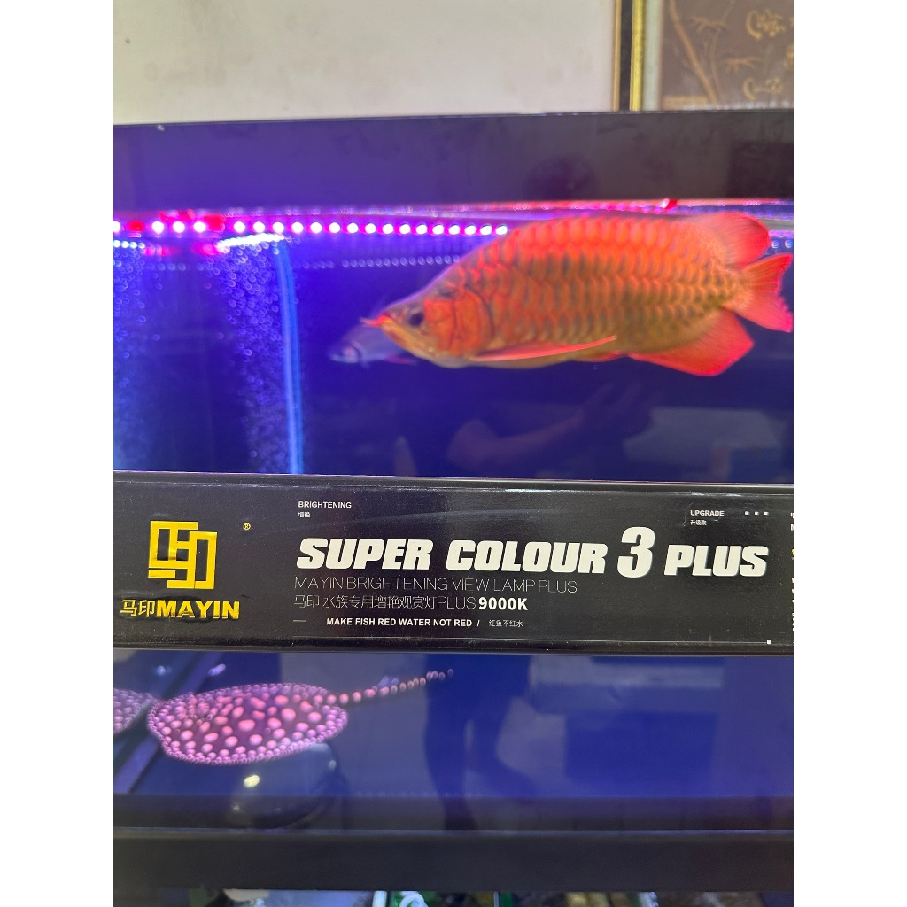 🔴MAYIN | ĐÈN MAYIN SUPER COLOR 3 PLUS MẪU MỚI NHẤT CỦA MAYIN GIÁ BAO ...