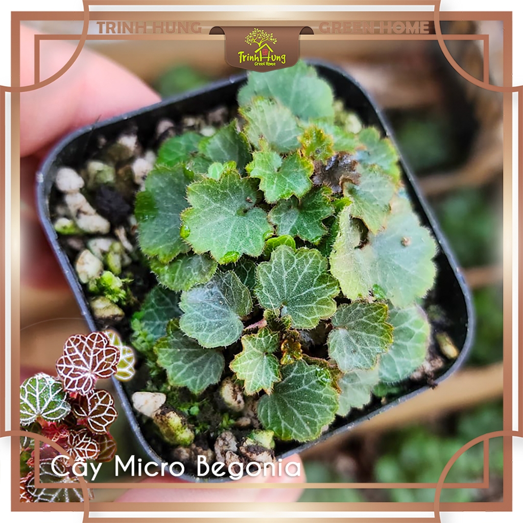 Cây micro begonia - cây cho bể terrarium, bán cạn, tiểu cảnh đẹp ...