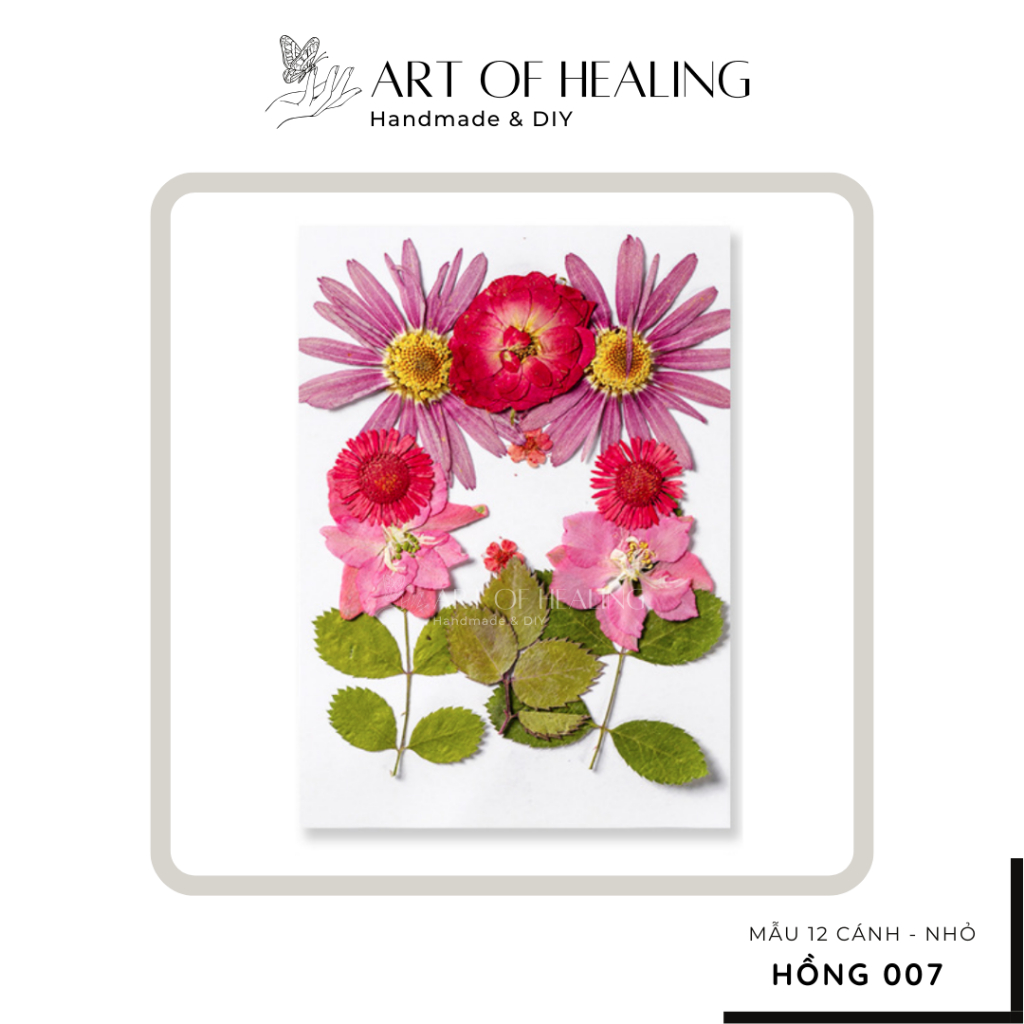 [AOH - Art of Healing] Set hoa ép khô các loại trang trí nến, resin, sổ ...