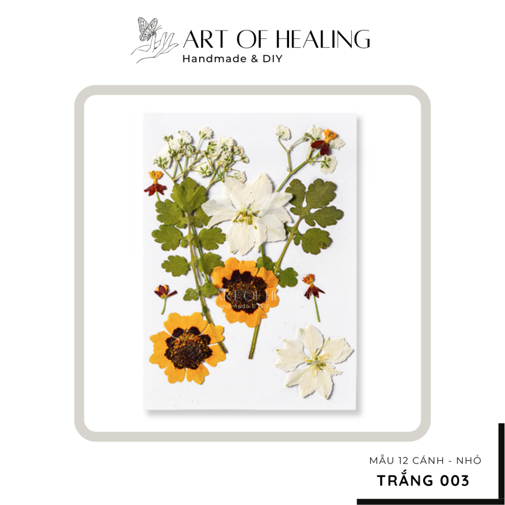 [AOH - Art of Healing] Set hoa ép khô các loại trang trí nến, resin, sổ ...