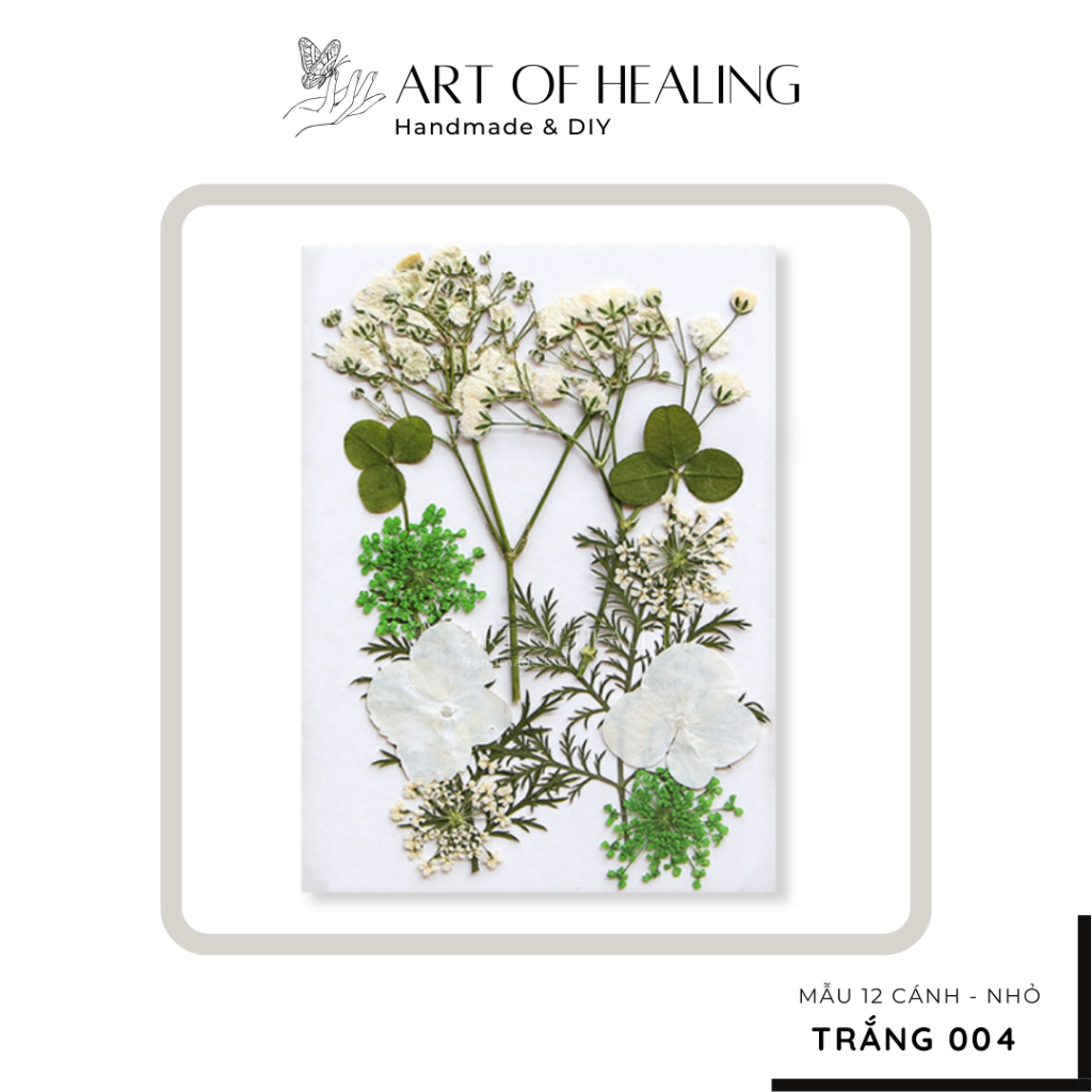[AOH - Art of Healing] Set hoa ép khô các loại trang trí nến, resin, sổ ...