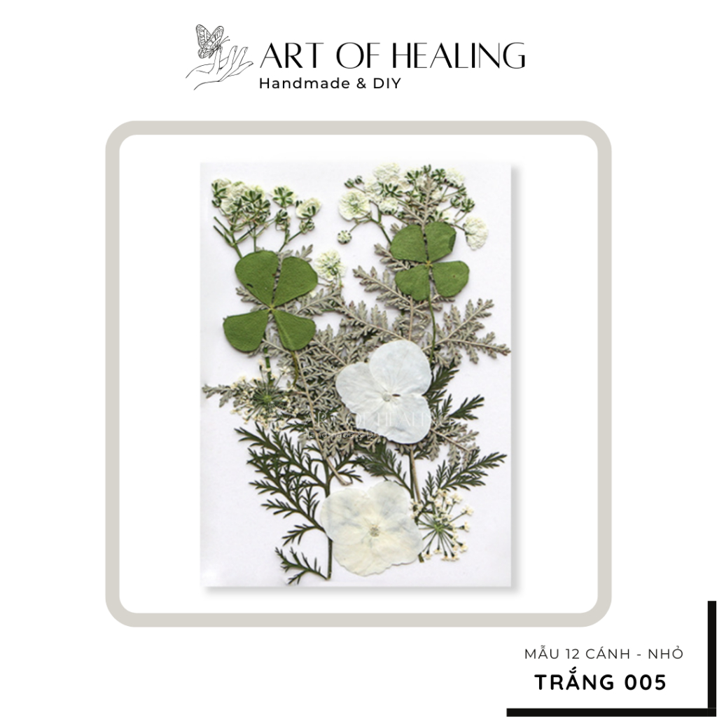 [AOH - Art of Healing] Set hoa ép khô các loại trang trí nến, resin, sổ ...