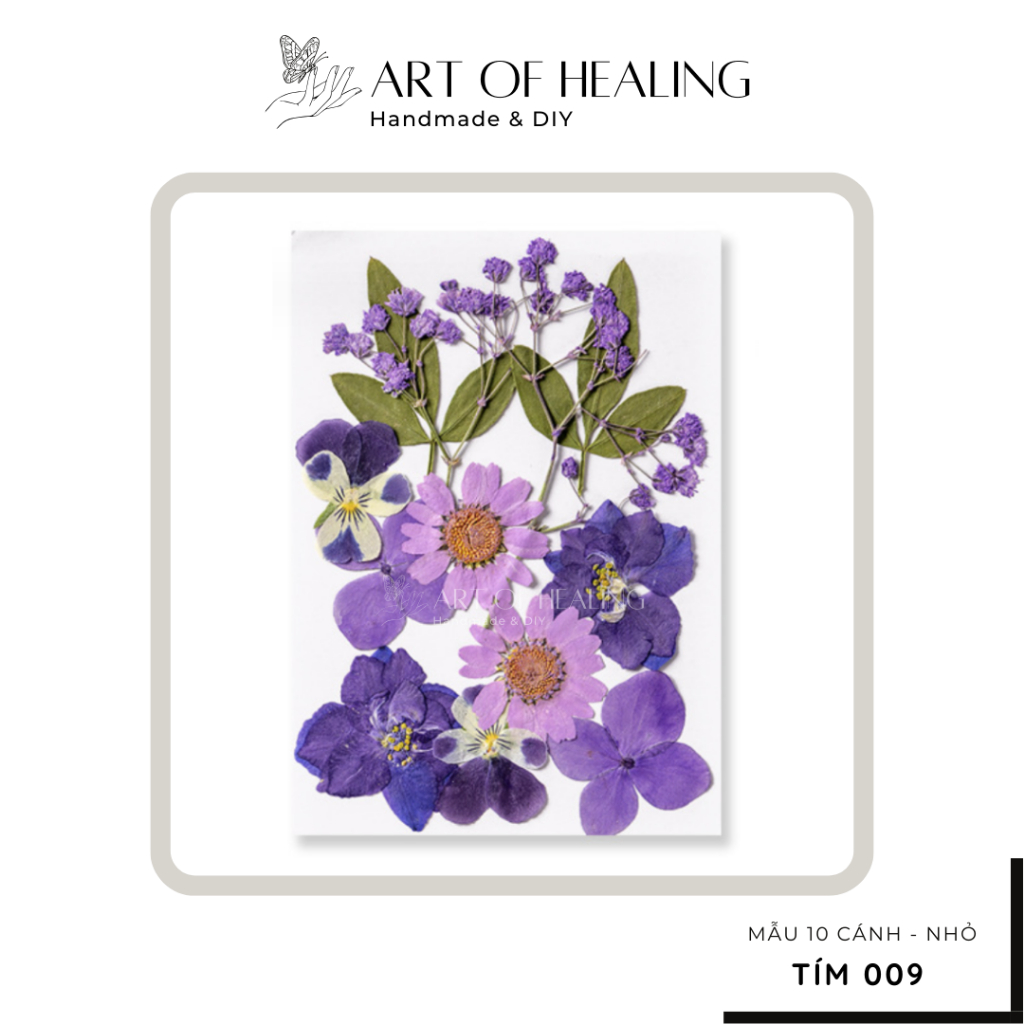 [AOH - Art of Healing] Set hoa ép khô các loại trang trí nến, resin, sổ ...