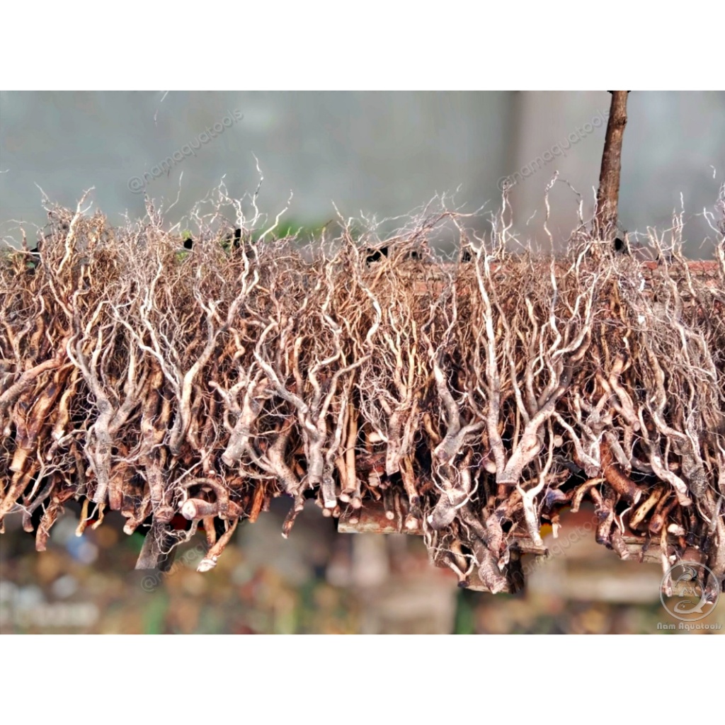 Lũa Rễ Rừng Nguyên Vỏ | Lũa Rễ Dương Trang Trí, Setup Layout Bể Thuỷ ...