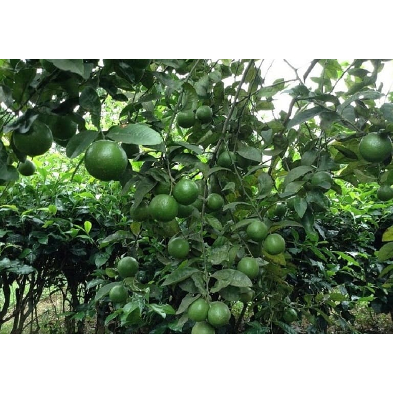 Cây giống chanh cao sản(SHOP CÂY XANH) | Shopee Việt Nam