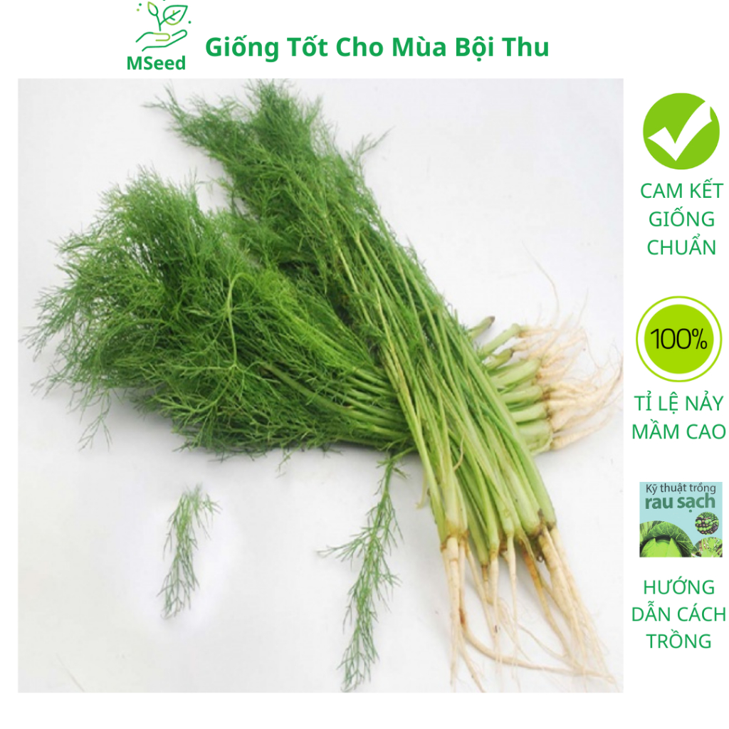 Hạt giống rau Thì là (Thìa là), chịu nhiệt tốt kháng sâu bệnh - MSeed ...