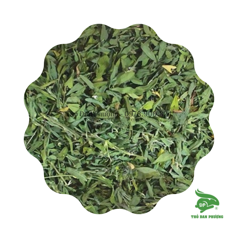 [HÀNG MỚI VỀ] Cỏ Alfalfa lá siêu ngon, siêu thơm cho những bé lười ăn ...