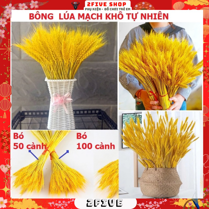Bông Lúa Mạnh Khô, Bông lúa tết ( 1 bó 100 sợi) | Shopee Việt Nam
